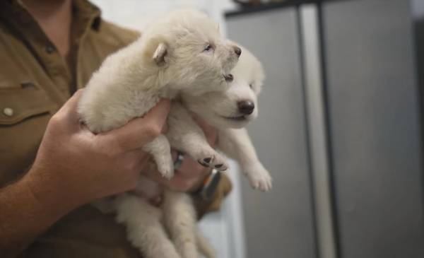 Científicos aseguran haber "resucitado" al LOBO TERRIBLE, una especie ...