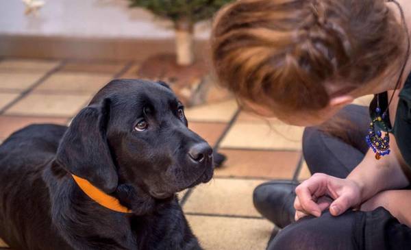 Los perros pueden entender mejor el habla humana de lo que se pensaba ...